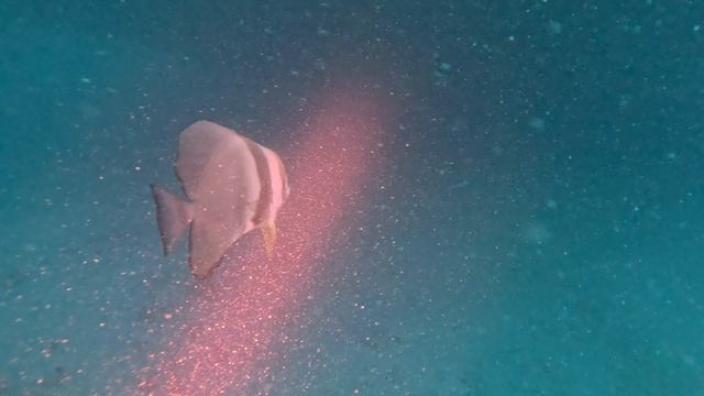 рыба ангел, дайвинг в Дубае, дайвинг в Эмиратах