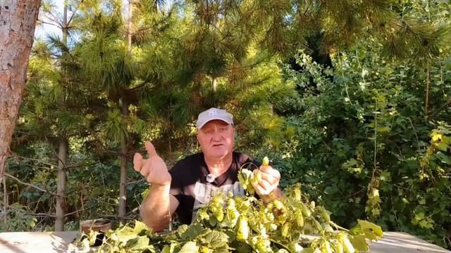 "Тайна хмеля и мокрицы: что лечит тишина природы." Авторский канал Игоря Верещаги.