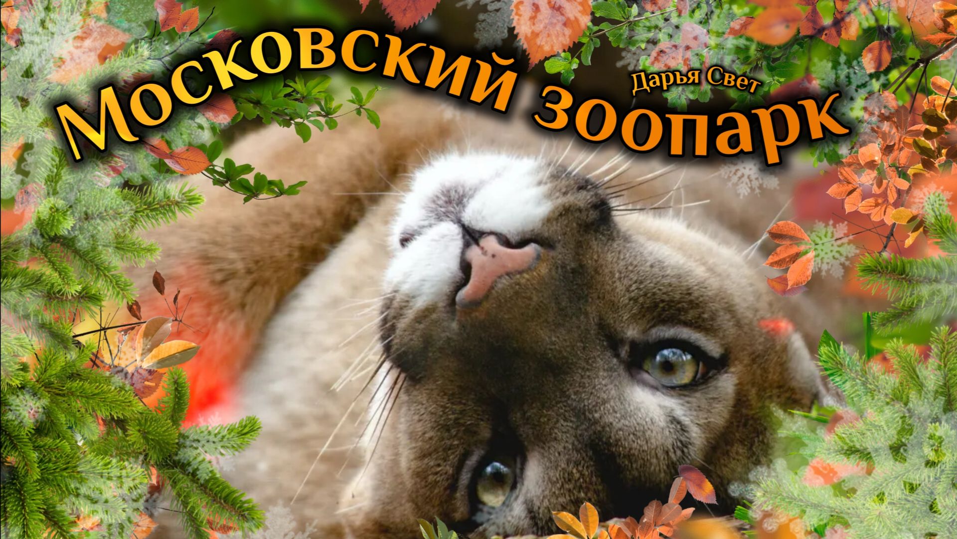 Пума, или горный лев. Пума Габриэль. Котики такие котики. Московский зоопарк. Осень 2025