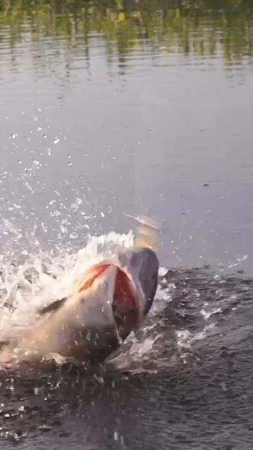 Шикарные кадры