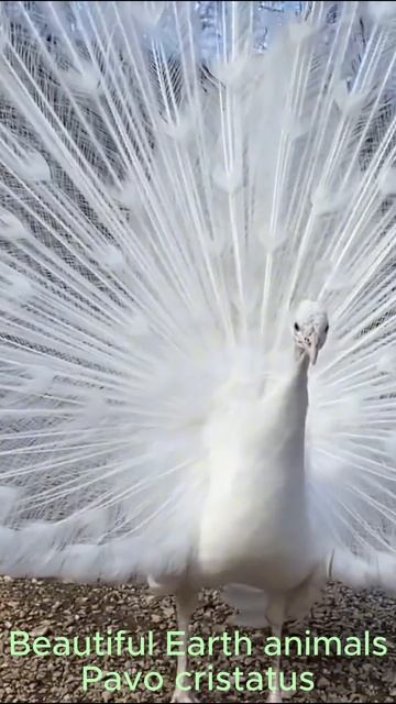 Красивые животные Земли - Pavo cristatus