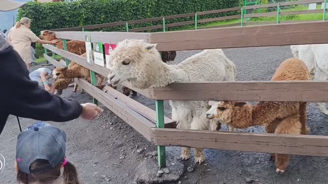 Путешествие на Алтай, Эдиган/ Лохматая ферма