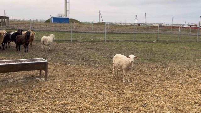 Фермерское подворье в Беларуси