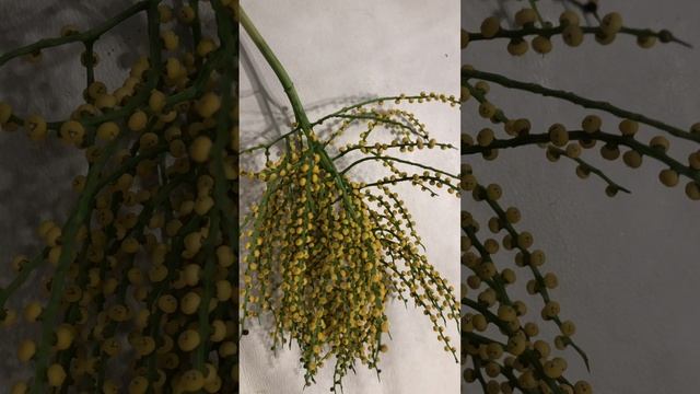 Пальма Хамедорея срезать цветонос или нет