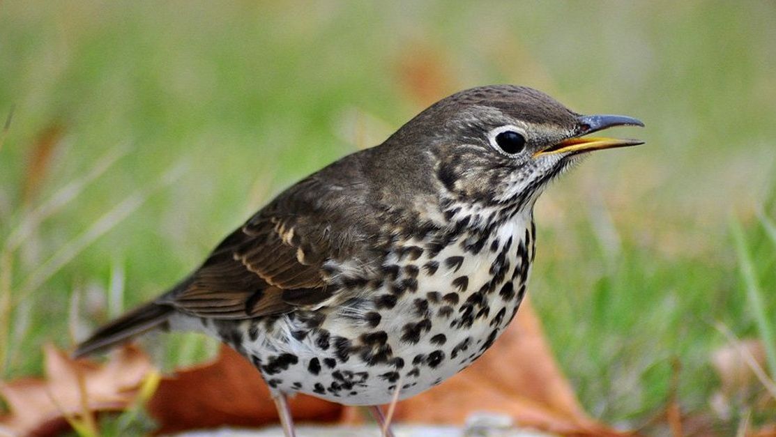 Вы слыхали как поют дрозды? (Птицы России) Фильм 88