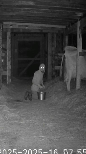 Воровство молока пошло не по плану