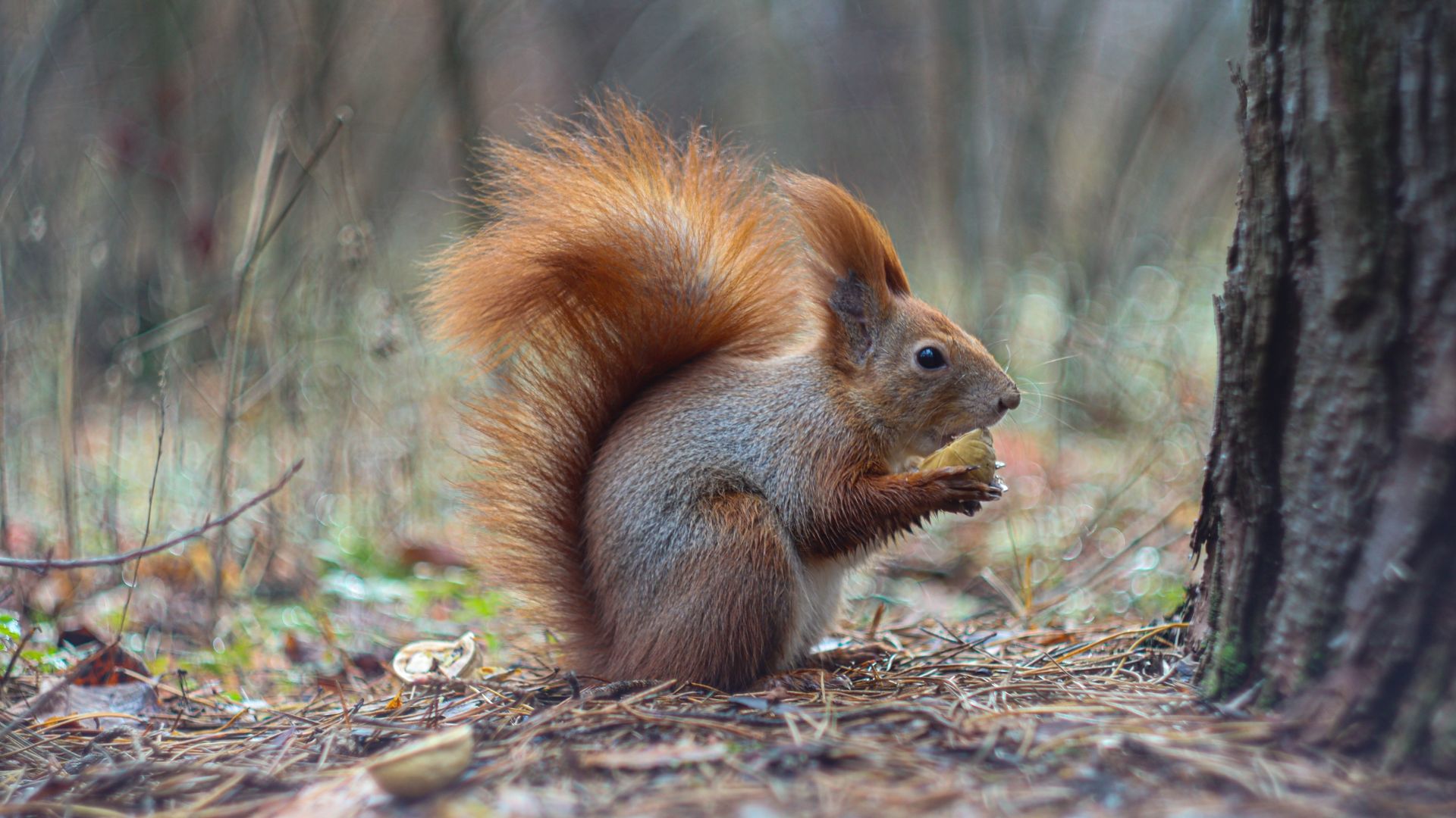 Воскресный прикорм (зажирение) белок