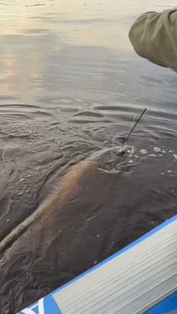 сом клуюнул на реке Волхов