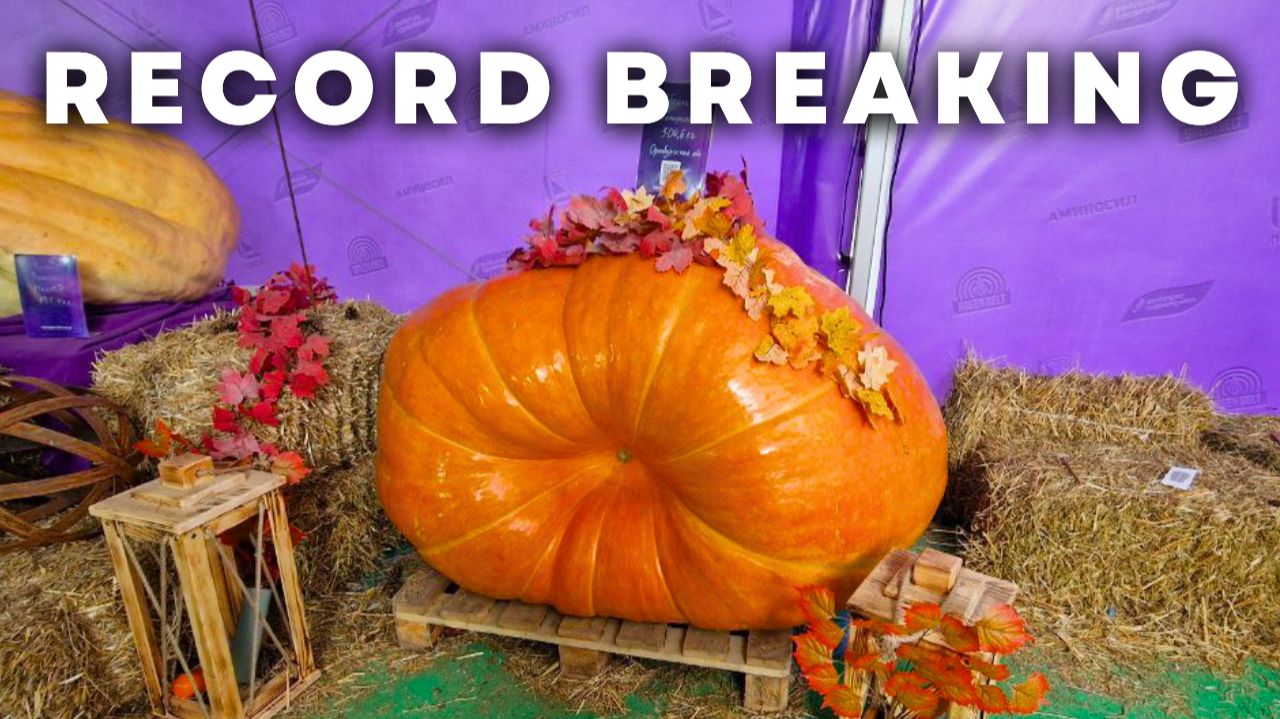 I discovered a Giant Pumpkin in the Centre of Moscow