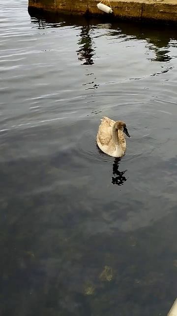 В бухте Нового Света появился одинокий лебедь. Ноябрь.