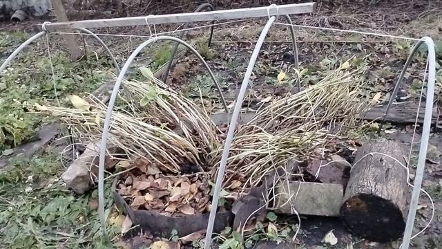 Укрытие гортензии крупнолистной 14.11.25.