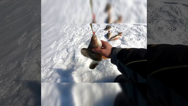 Поймал окуня рукой