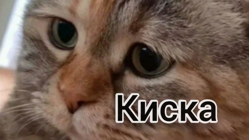 2. "Киска" из вокального цикла Виктора Калинникова "Десять детских песен"