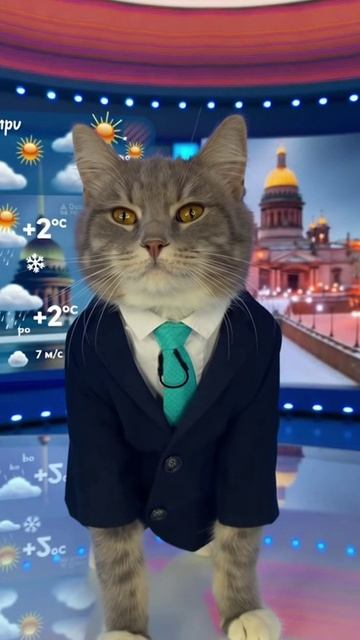 Прогноз погоды в Санкт-Петербурге на 16.11.2025 от котика.