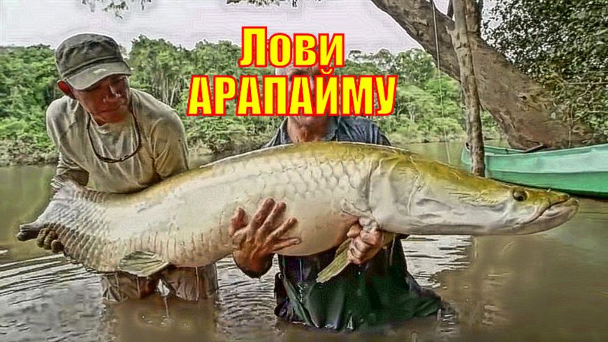 Невероятное ВРЕМЯ КАТАНИЯ Арапаймы, Лови АРАПАЙМУ
