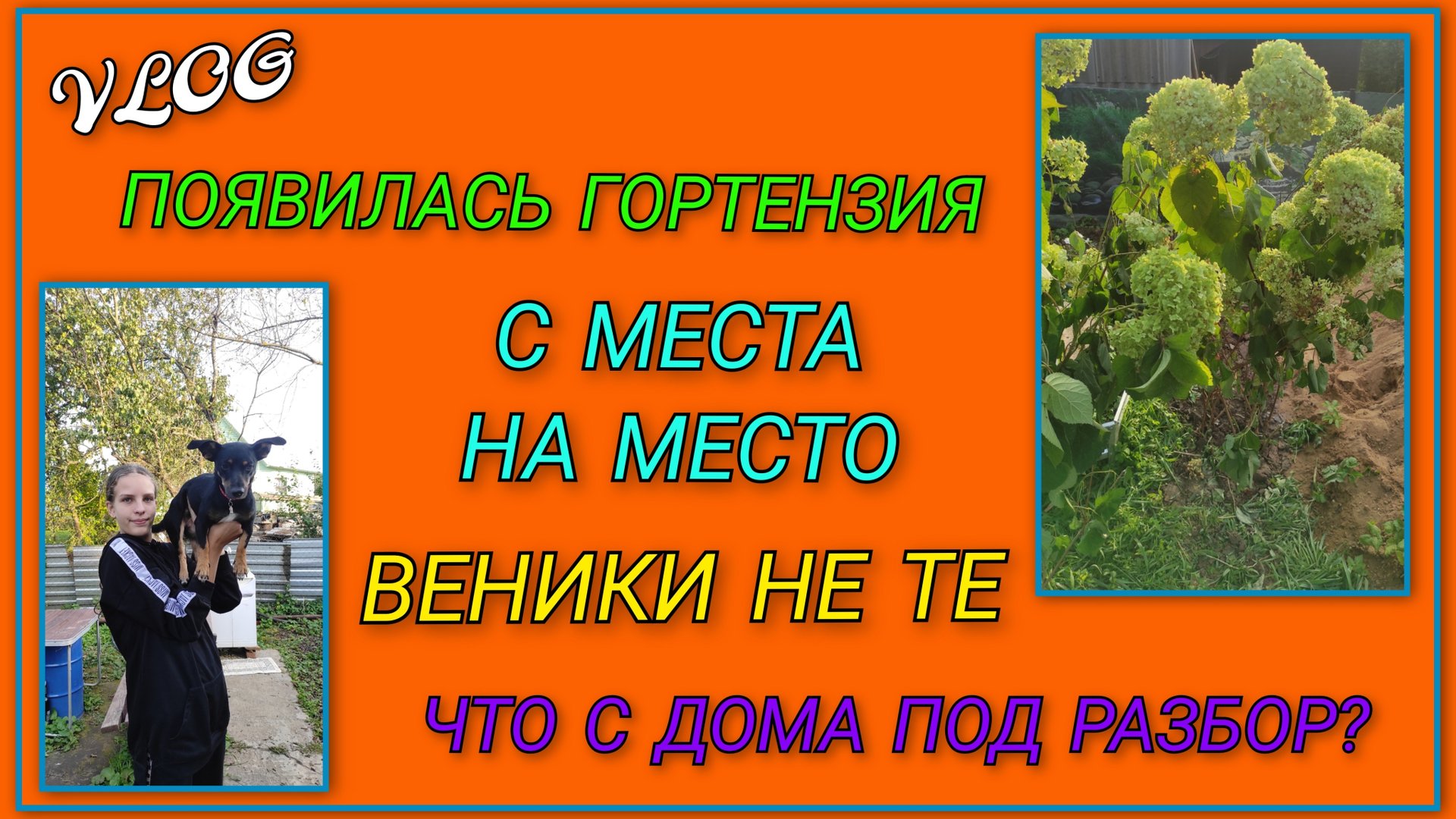 🍒 VLOG: На участке появилась гортензия/ Что ещё привезли с дома под разбор/ Веники нынче не те