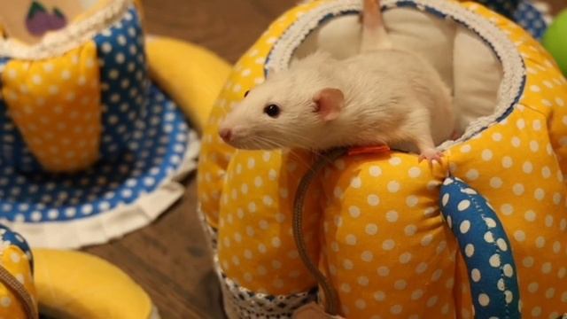 Щелкунчик.Аниматоры