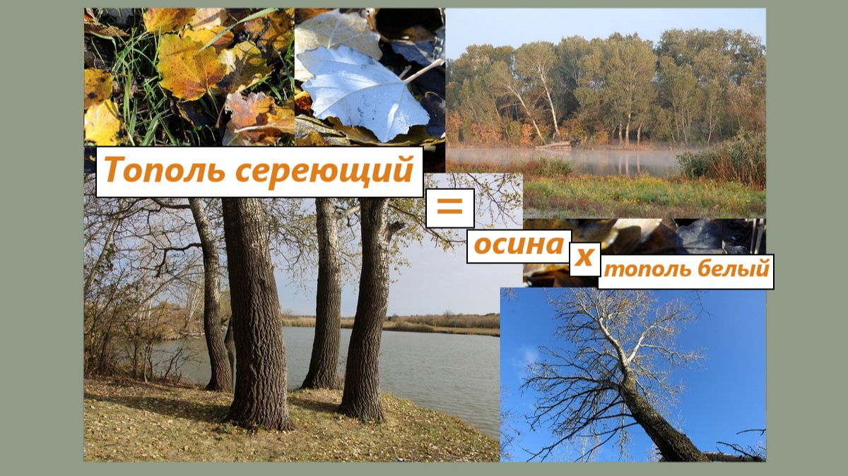 Что будет, если скрестить осину и тополь белый? Тополь сереющий. Природа постаралась