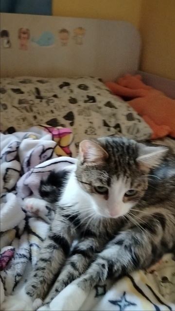 Растяжка от котейки