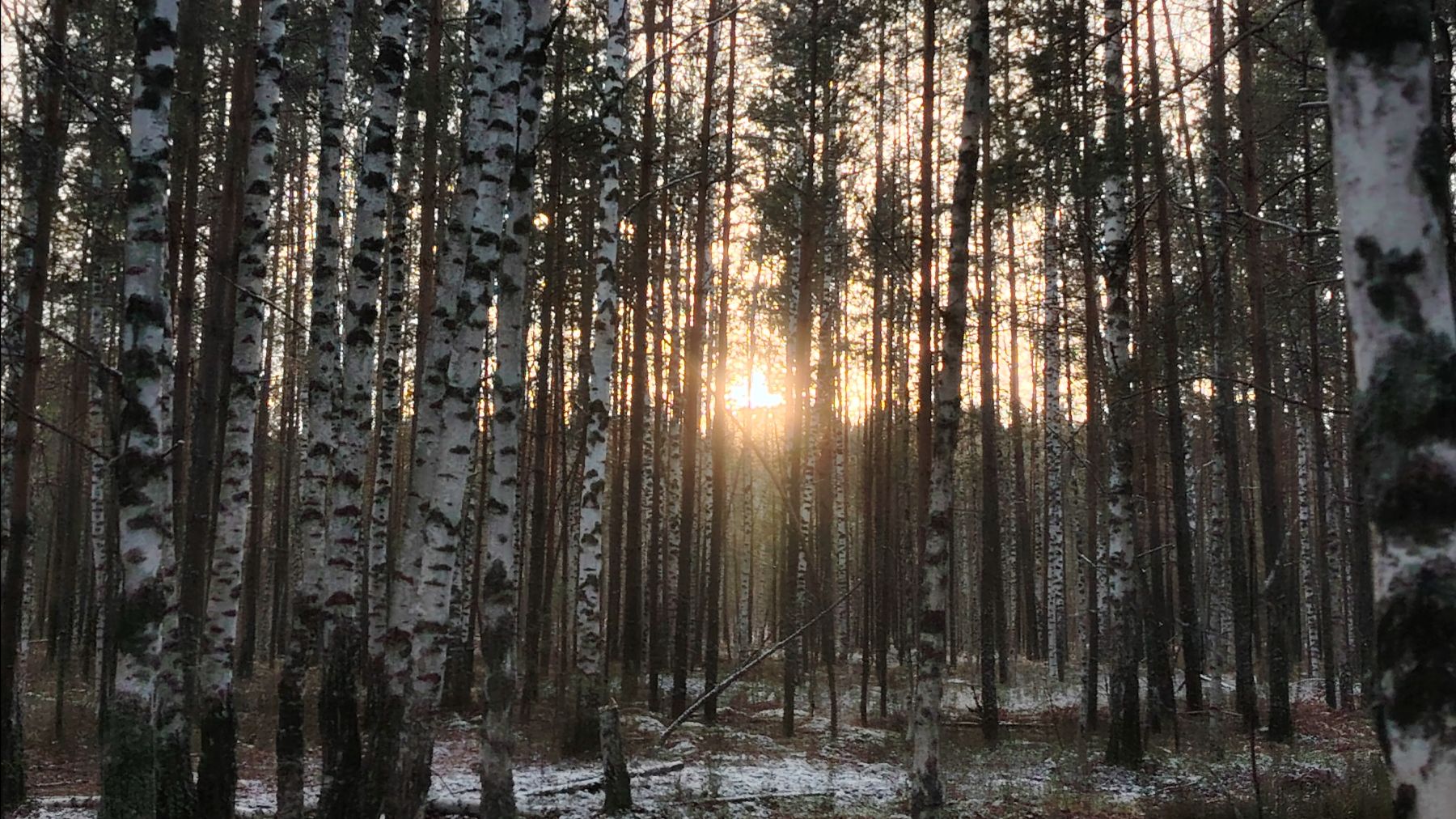 Прогулка по  смешанному лесу Марий Эл. По дороге в санаторий "Лесная сказка"