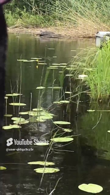 Ленобласть. Хвойное. 12.07.2024. Река Вуокса. Рыбалка. Сработавший кружок, но без щуки. Сошла