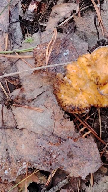 Замершие лисички в ноябрьскому лесу Марий Эл