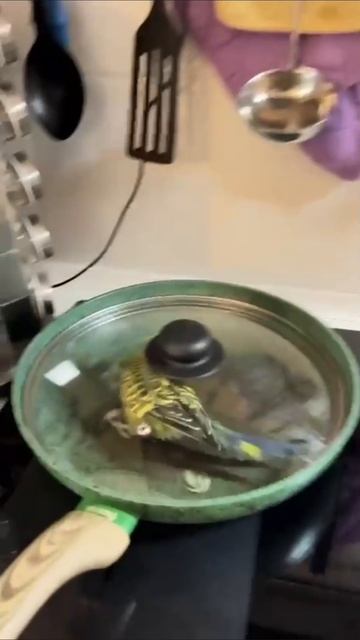 приключения попугая