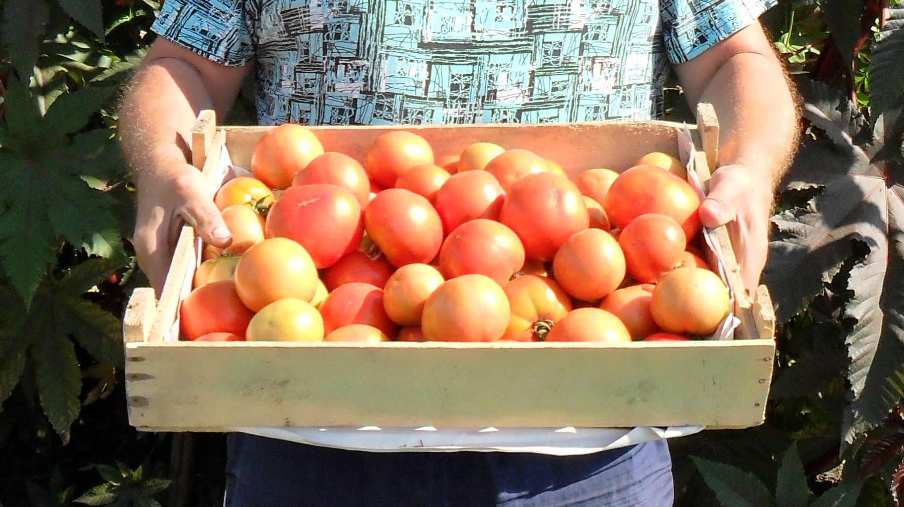 Выращиваю помидоры в открытом грунте
