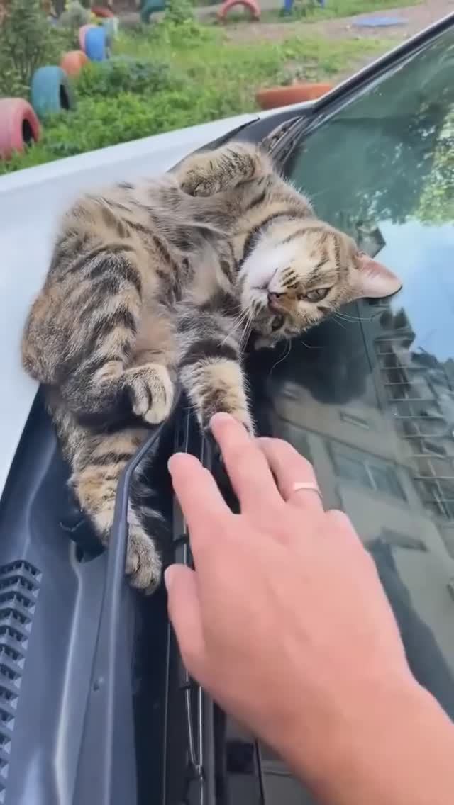 кот вставай, мне ехать надо