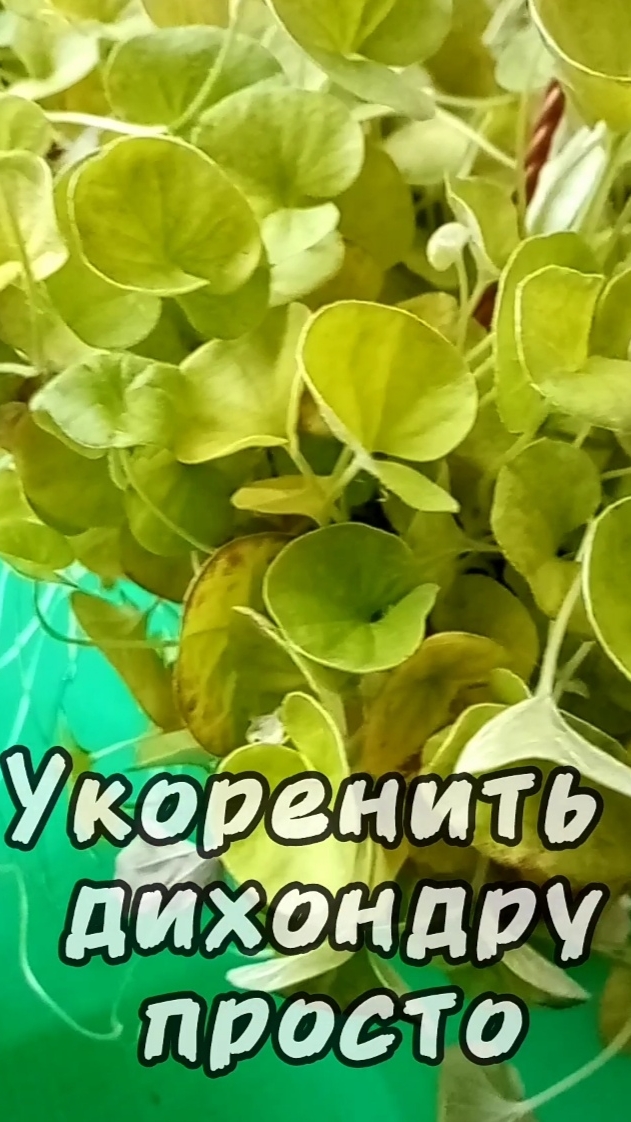 Черенкуем дихондру