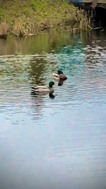 Утки чистят перышки