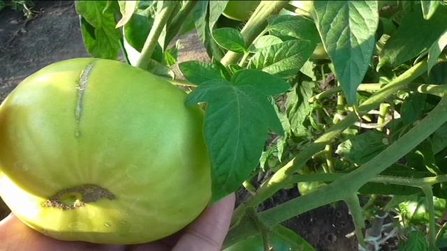 Помидоры МОХНАТЫЙ ШМЕЛЬ, БАБУШКИН ПОЦЕЛУЙ, СЛИВКА КРАСНАЯ, БИЙСКАЯ РОЗА.