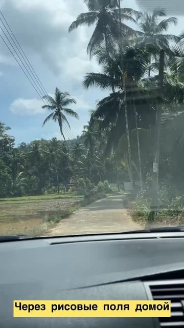 рисовые поля