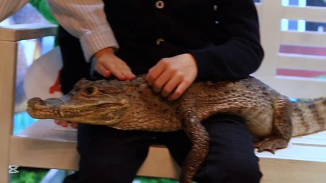 Живой Крокодил по имени Гена