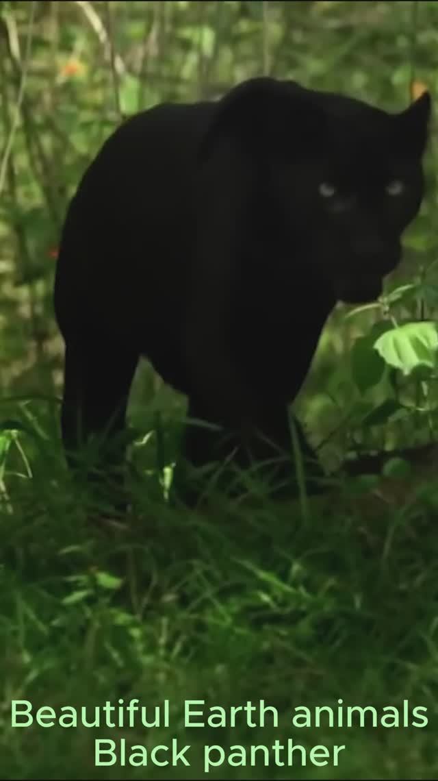 Красивые животные Земли - Black panther