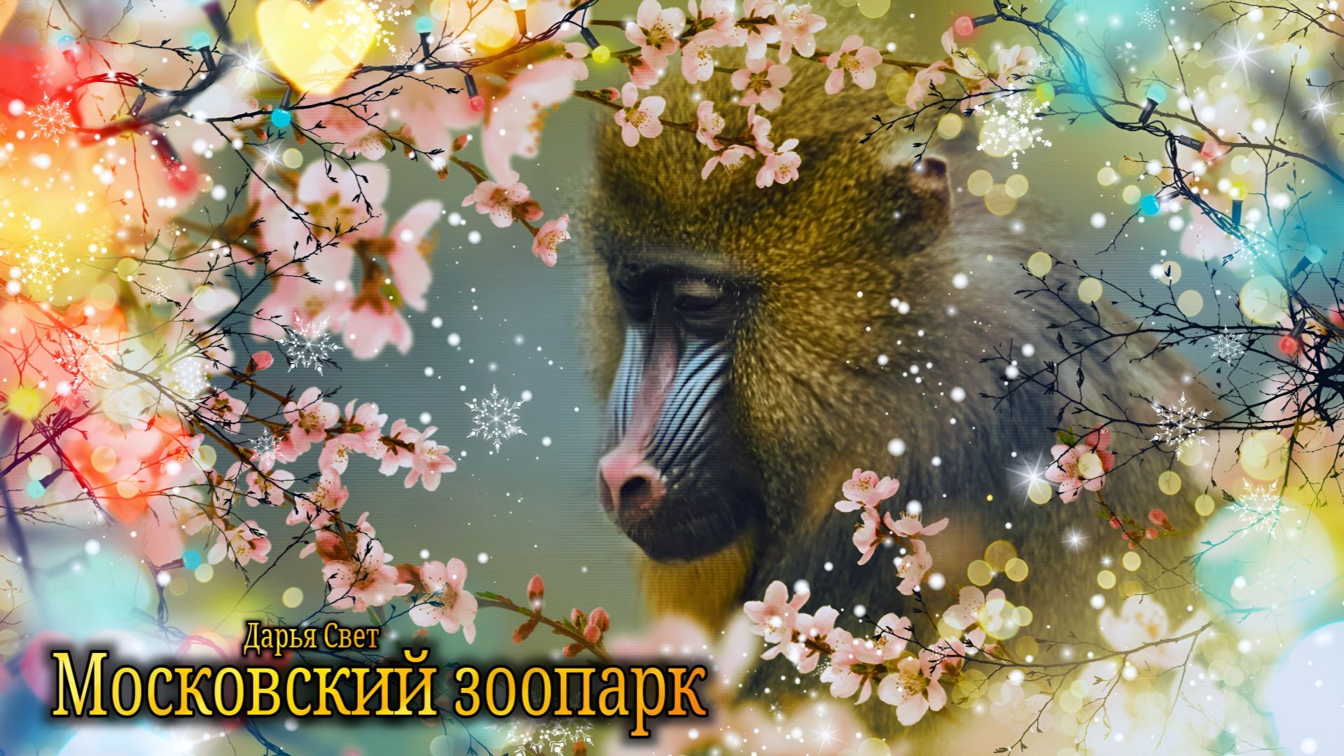 Мандрил, или сфинкс. Обезьянки. Мандрил завтракает. Обезьяны. Московский зоопарк. Осень 2025