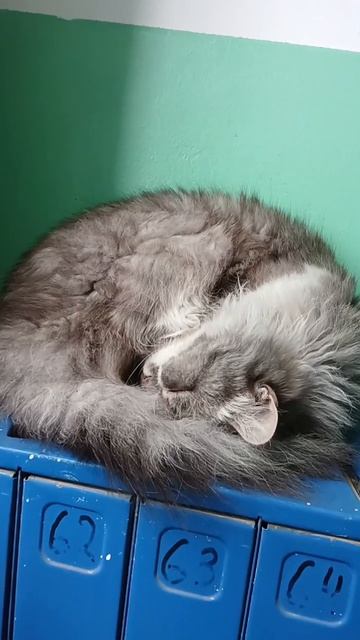 Спокойной ночи, пушистых снов 👍🤗#спокойнойночи