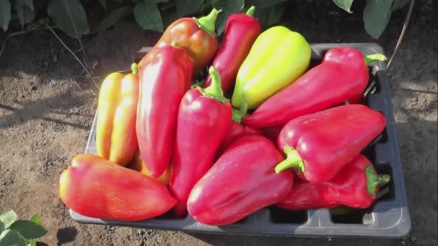 Опыт по получению хорошего урожая перца