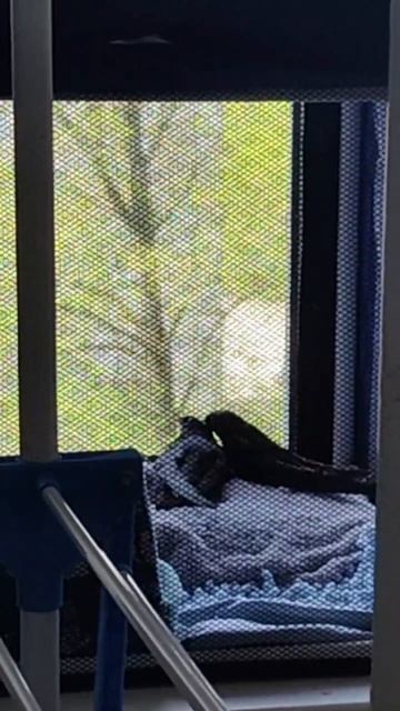 Солнечные ванны на подоконнике