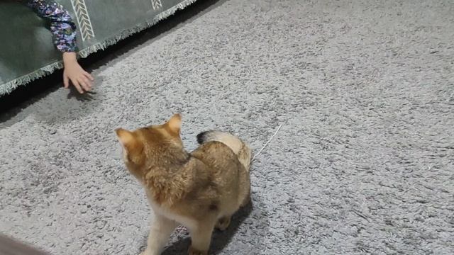 Вязание - это серьёзно, 46 неделя:  вяжем мышку