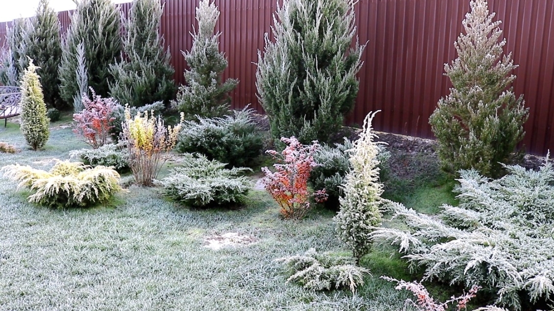 ПРОГУЛКА ПО МОРОЗНОМУ МОЖЖЕВЕЛОВОМУ САДУ. 16.11.2025г.