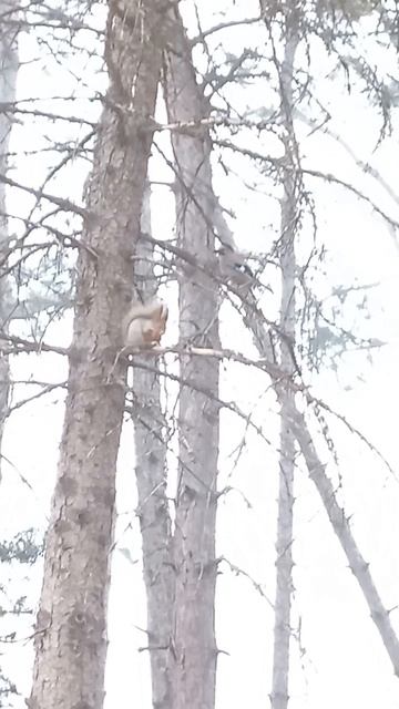 Белка и птичка