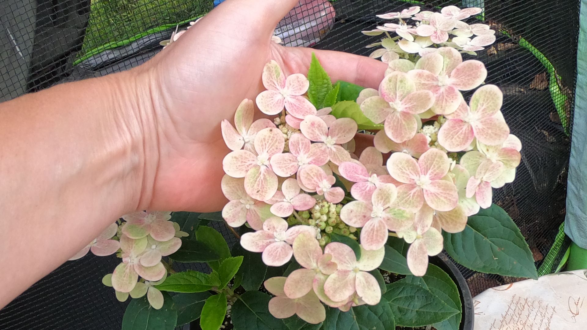 Зимовать на улице будут метельчатые гортензии в контейнерах объемом 0,2 литра.