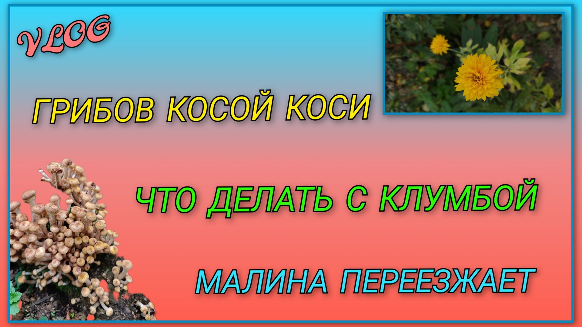 🍒VLOG: Грибов хоть косой коси/ Садовые таблички с плохим маркером/Нужен совет, что делать с клумбой