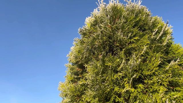 С добрым утром, мир! На даче в Беларуси.