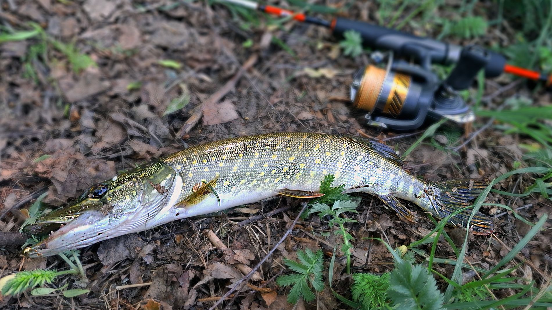 "У меня аж сердце бьётся!" - рыбак не ожидал, что поймает такую щуку! Осенняя рыбалка.