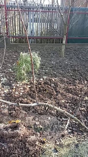 16 ноября. Сад и огород, которые не боятся заморозков