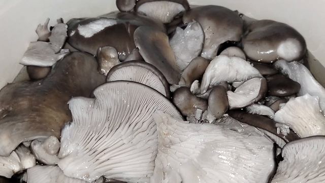 Вешенки .Щедрый пень в центре деревни дарит грибы   в ноябре 2025.