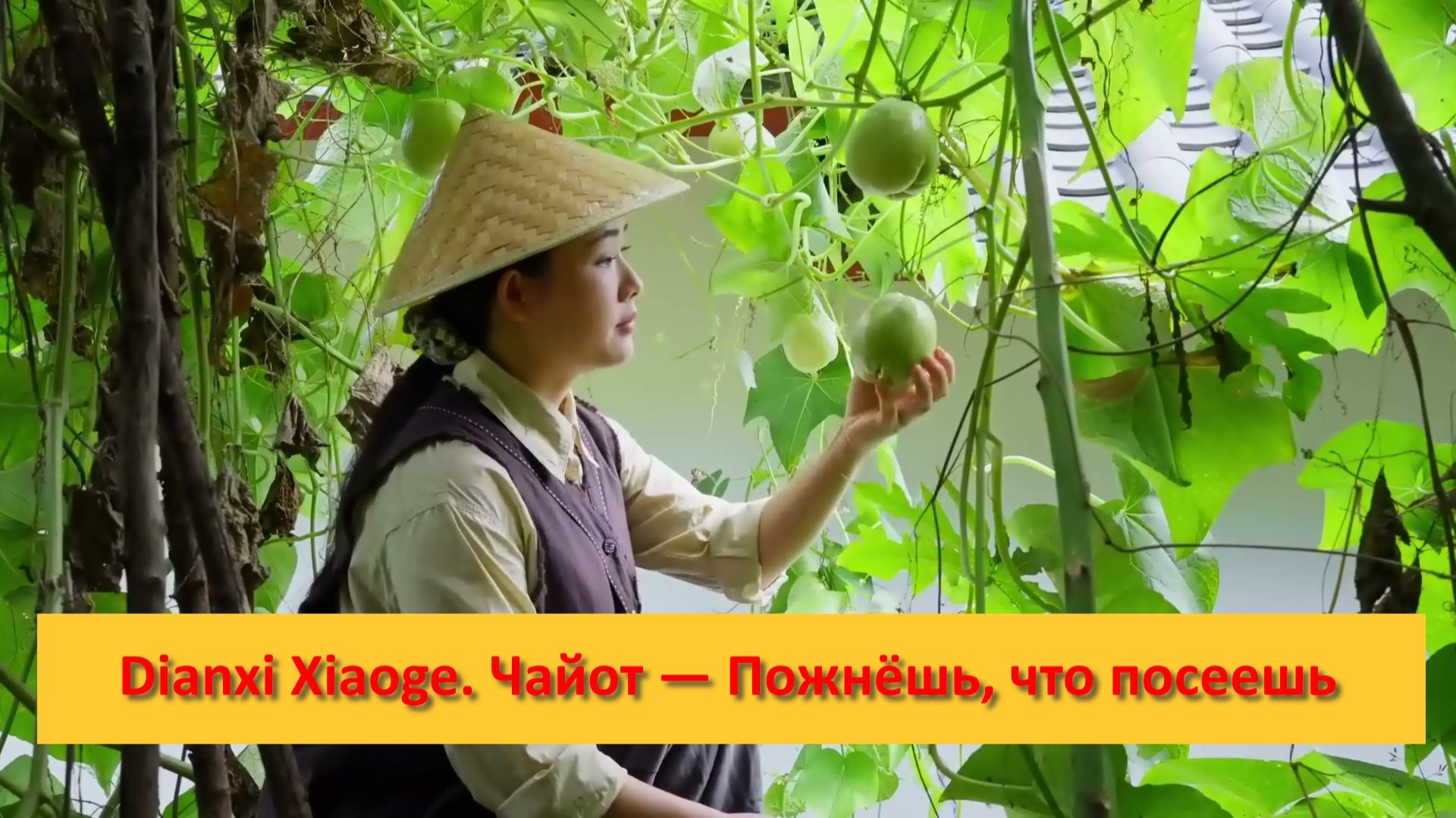 Dianxi Xiaoge. Китай. Чайот — Пожнёшь, что посеешь- Одно растение питает всю деревню…