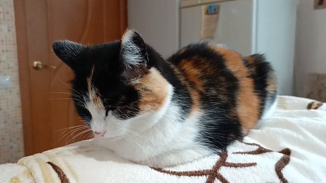 Рассказ "Мусичка" автор Олег Бондаренко